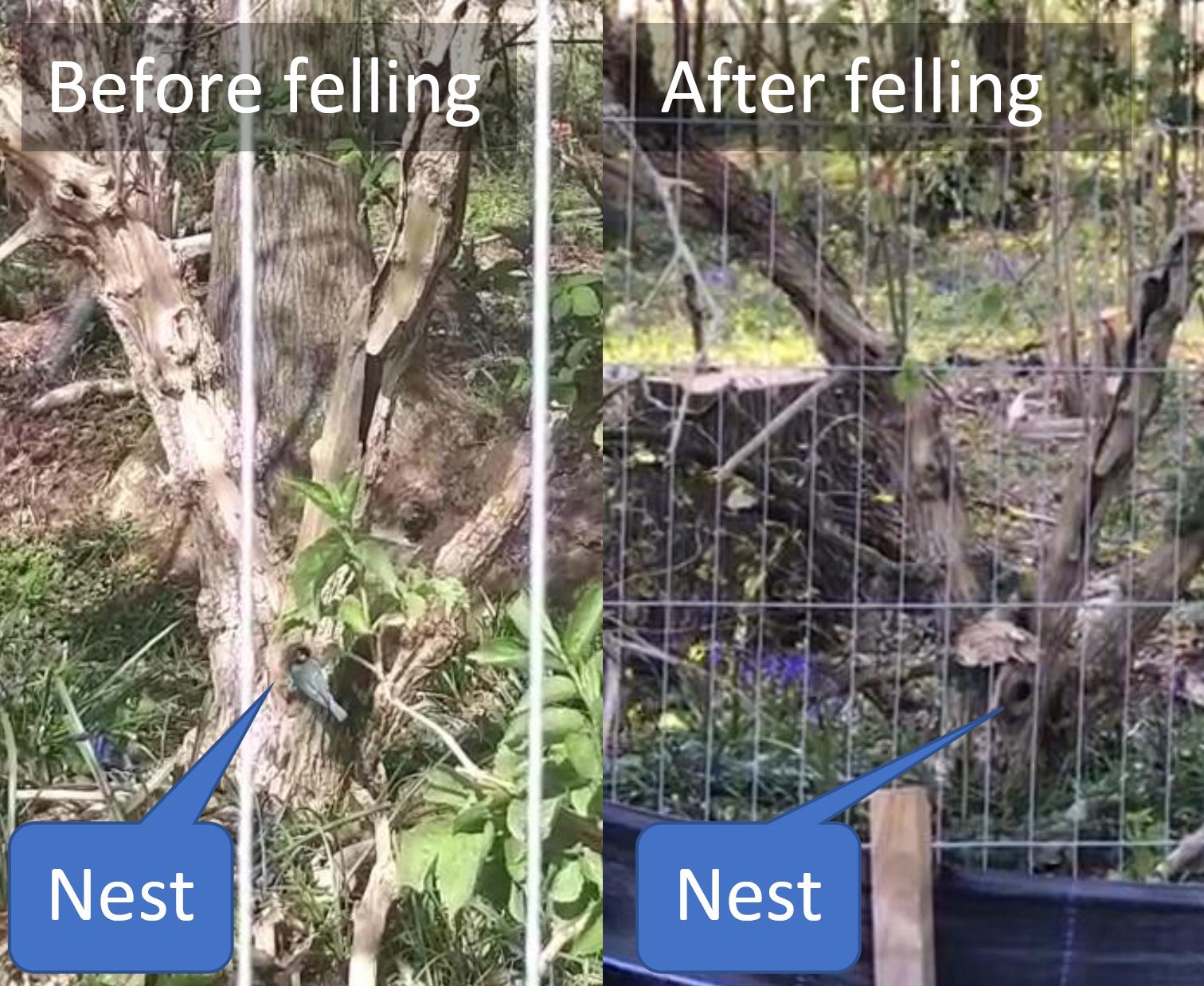 Fears that HS2 is Only Paying Lip Service to Protecting Nesting Birds ...