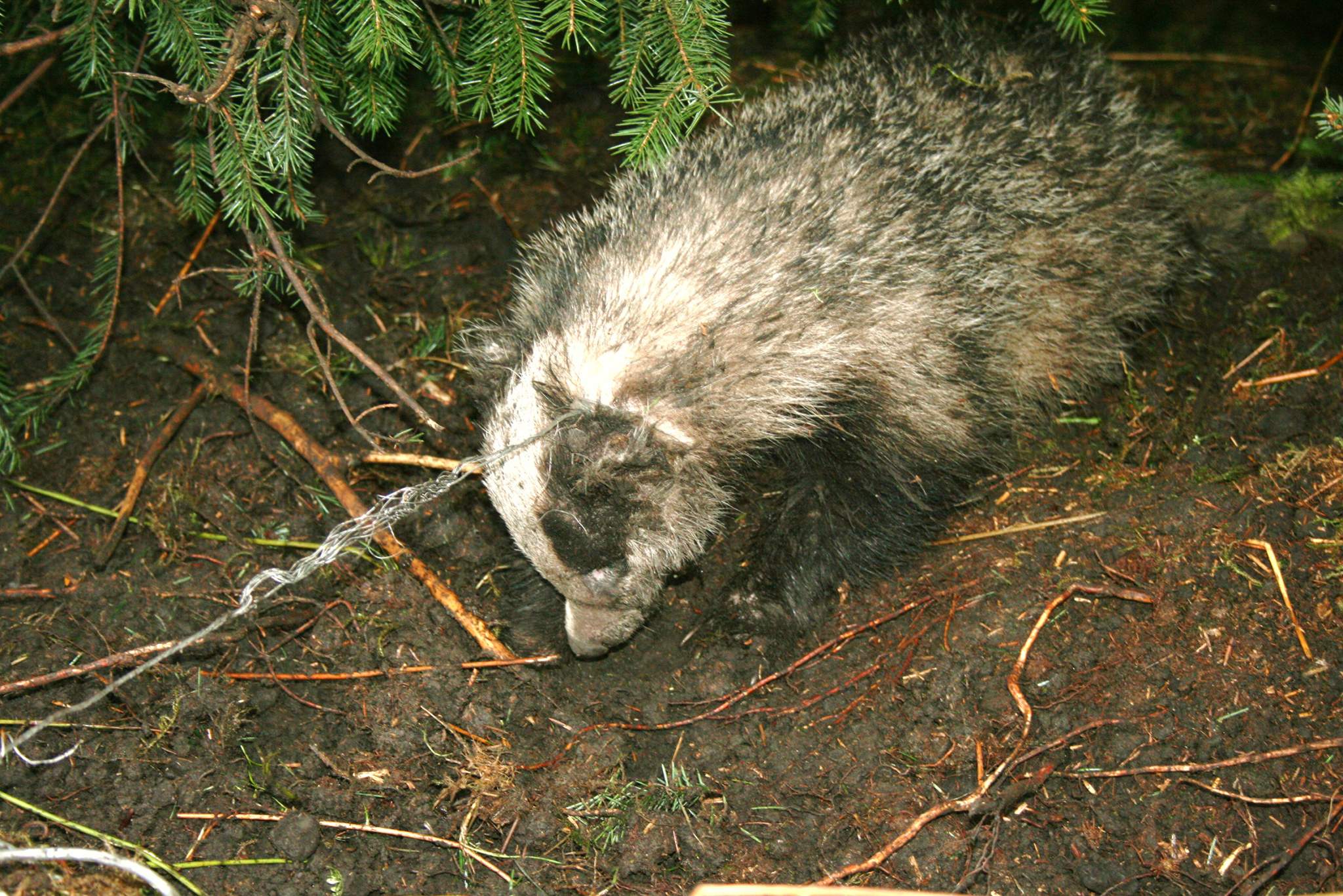 MPs’ Debate Welcomed on Ban of ‘Indiscriminate and Cruel’ Animal ...