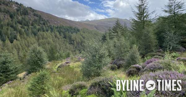 'Rewilding is the Key to Upgrading Our National Parks' – Byline Times