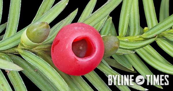 The Upside Down: A Tree for Life – Byline Times